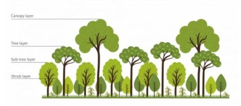 HOW TO SETUP A MIYAWAKI FOREST - Miti Alliance